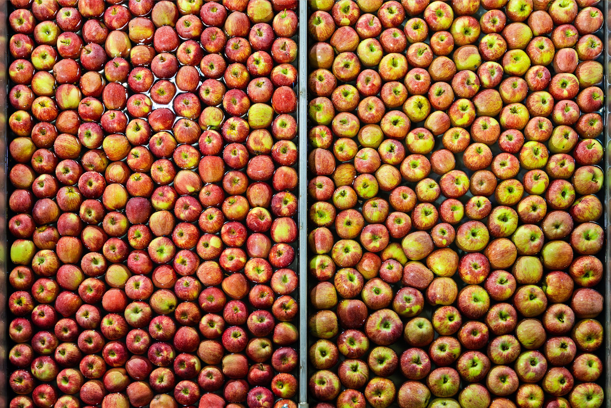 The famous Zagorin apples | Visit Thessaly