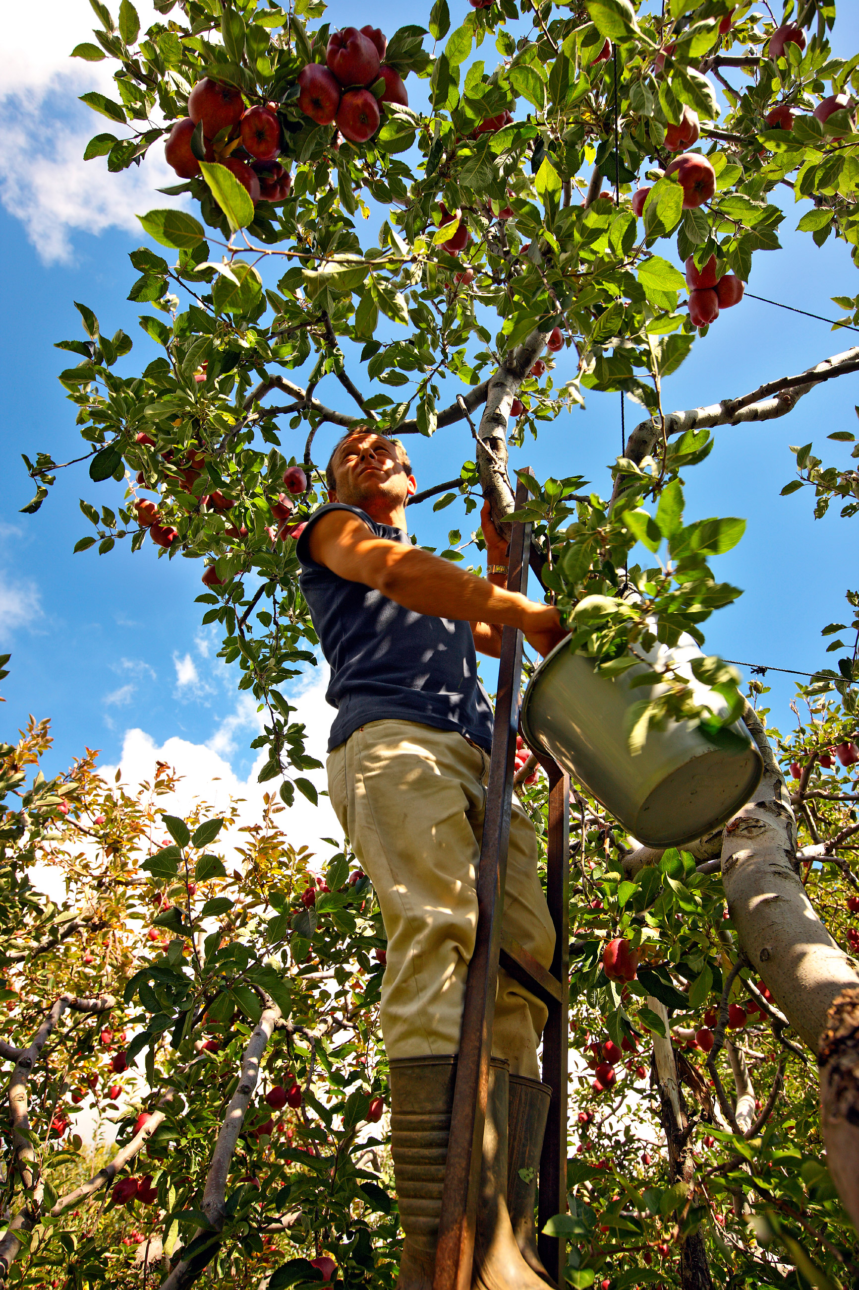 The famous Zagorin apples | Visit Thessaly