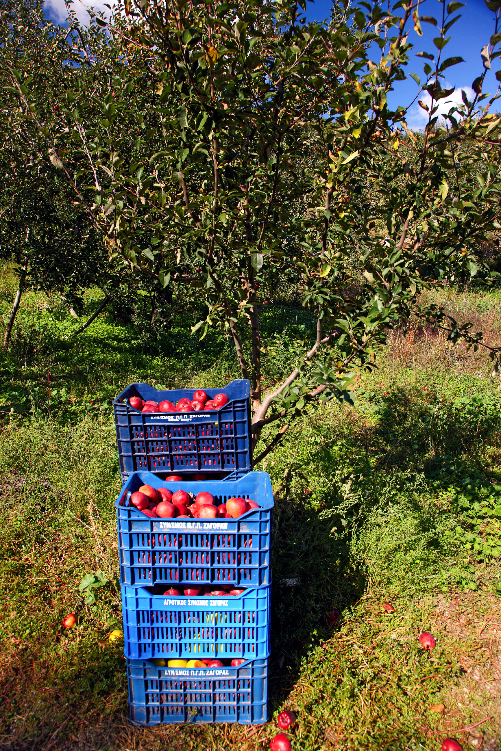 The famous Zagorin apples | Visit Thessaly