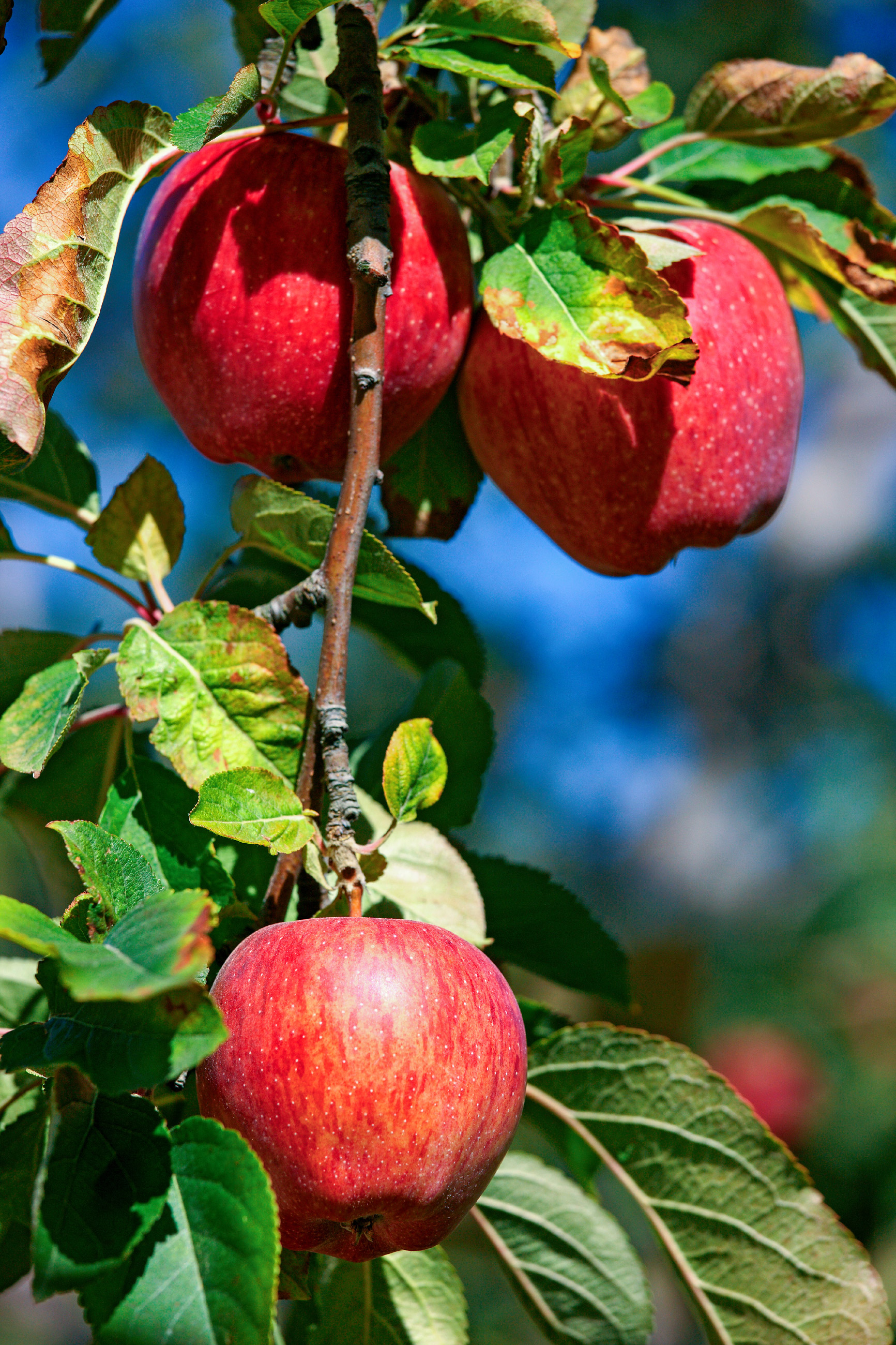 The famous Zagorin apples | Visit Thessaly