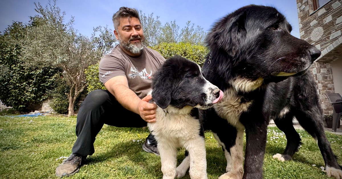 Stefanos Polygenis - The guardian of the Greek shepherd dogs | Visit ...